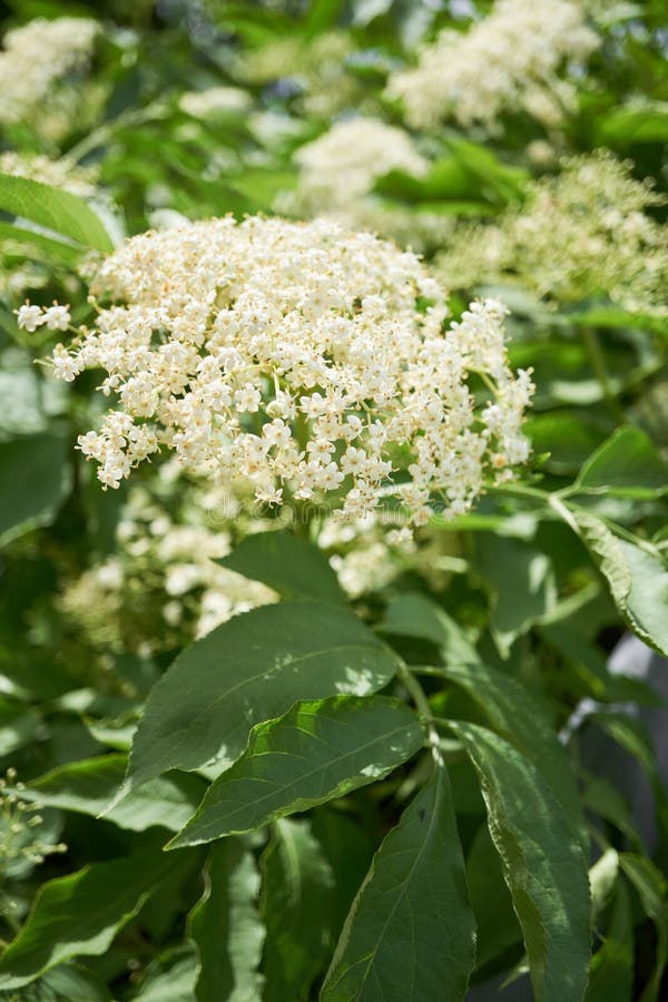 Elder or Elderberry Blooming Tree Stock Image - Image of botany ...