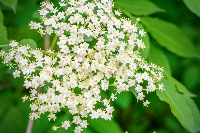 Elder Flower Sambucus Nigra in Summer Field Stock Image - Image of ...