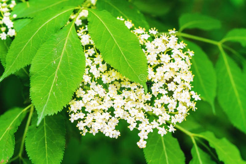 Elder Flower Sambucus Nigra in Summer Field Stock Photo - Image of ...
