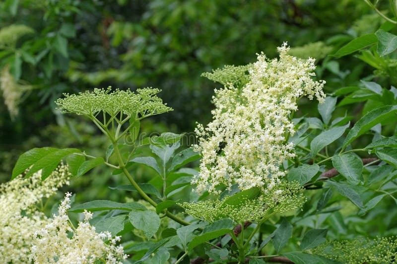 Elder flower in spring stock image. Image of flower - 139267823