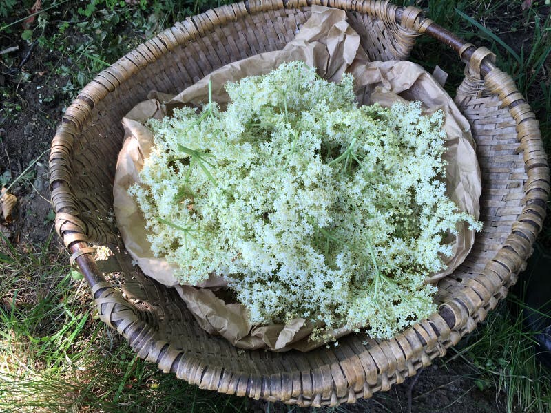 Elder stock photo. Image of elder, nature, basket, white - 95421098