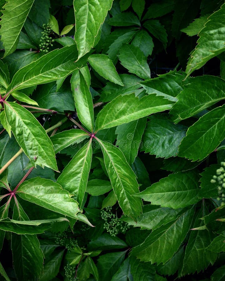 Elder stock photo. Image of freshness, pattern, outdoor - 73836238