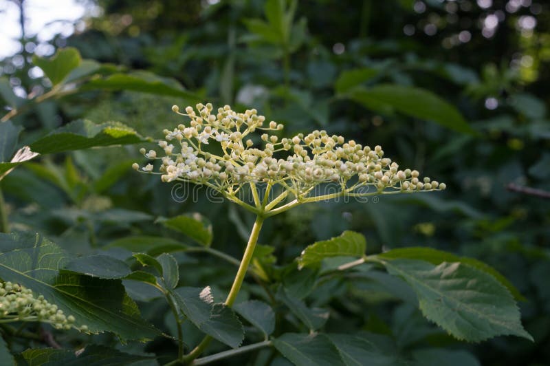 Elder plant flower stock image. Image of growing, natural - 186879297