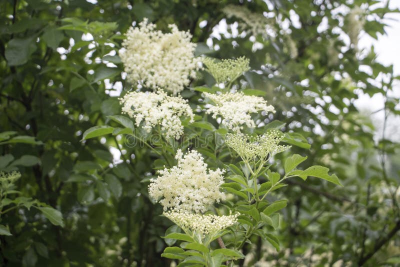 Elder plant flower stock image. Image of countryside - 151950515