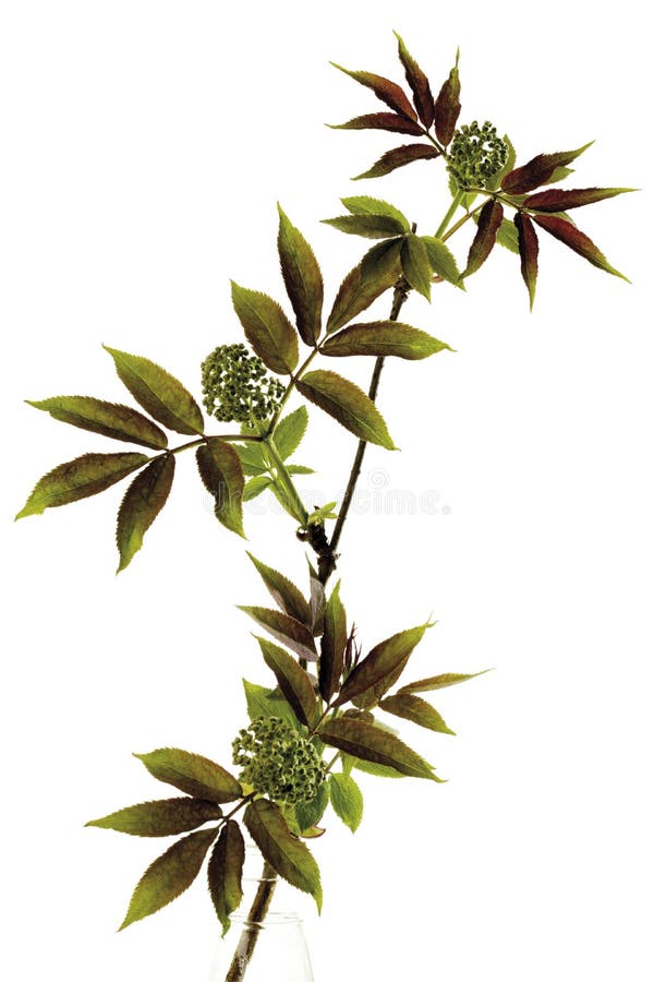 Elder (Sambucus), close-up stock photo. Image of nature - 50497036