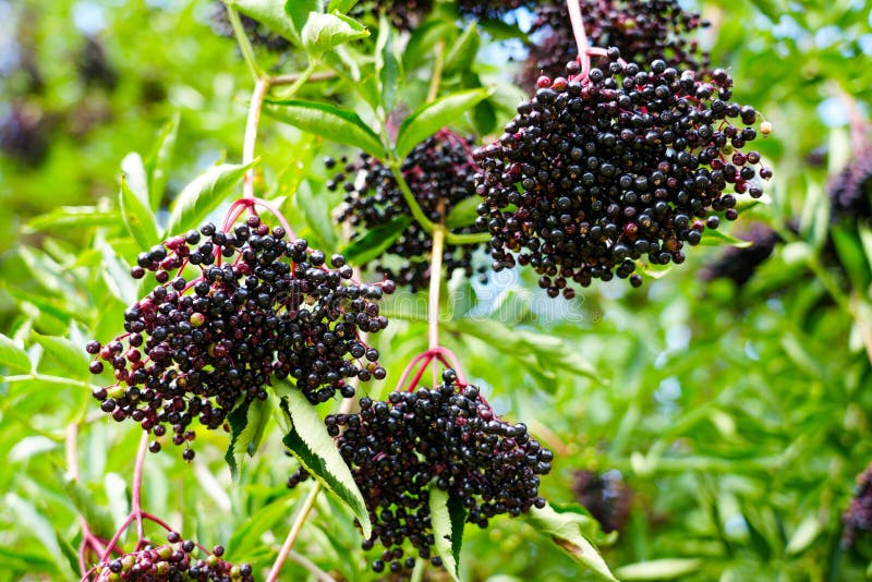 Elder Tree with Dark Ripe Fruits. Stock Photo - Image of fruits, elder ...