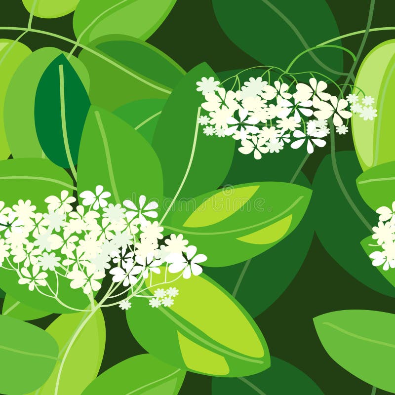 Elder tree seamless stock vector. Illustration of drawn - 19902661