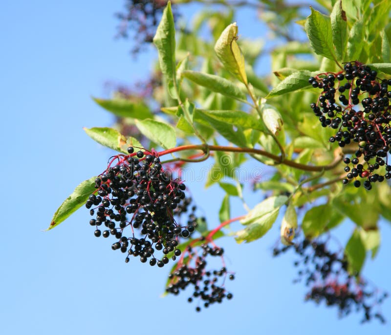 Elderberries stock photo. Image of botanical, botanic - 15975322