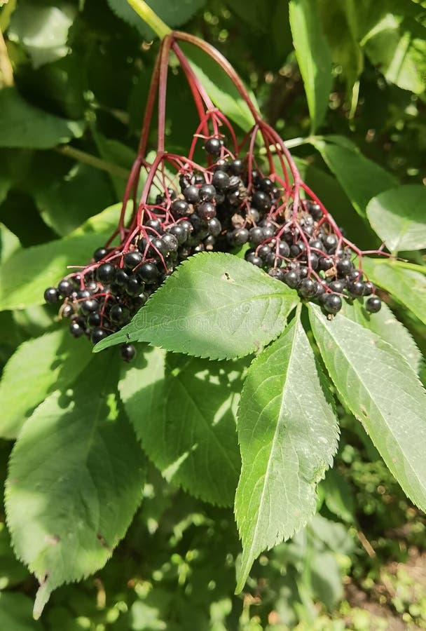 Elderberries Behind an Elder Tree Leaf Stock Photo - Image of yummy ...