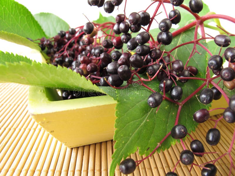 Elderberries stock photo. Image of still, elderberry - 36711838