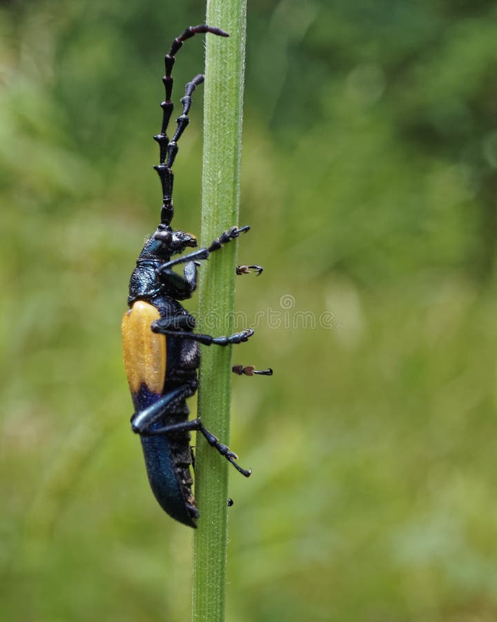Elderberry borer beetle stock photo. Image of arthropod - 189420672
