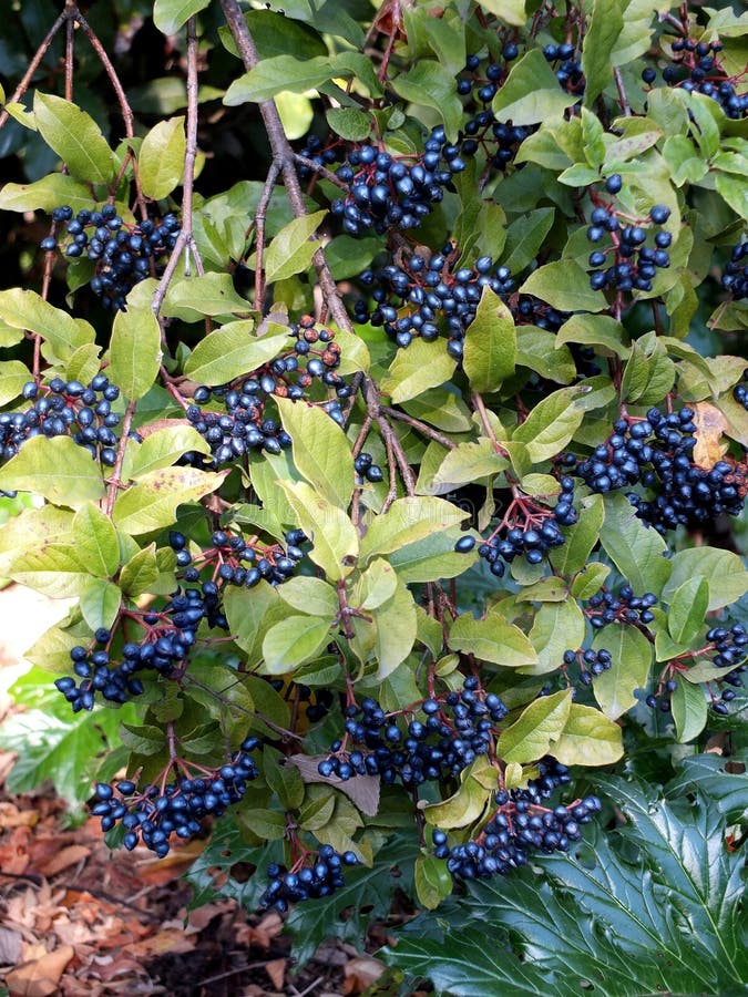 Elberberry Trees Stock Photos - Free & Royalty-Free Stock Photos from ...