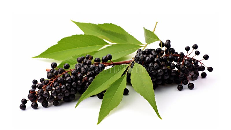 Elderberry or Elder (Sambucus) with Leaves. Isolated on White ...