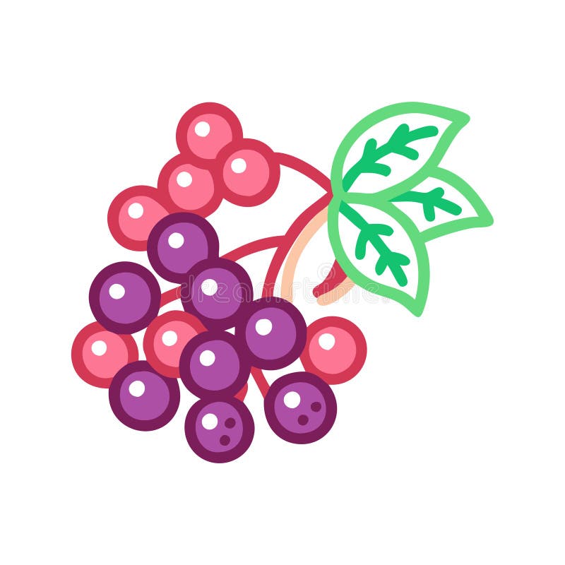Elderberry Icon for Healthy Eating Stock Vector - Illustration of lunch ...