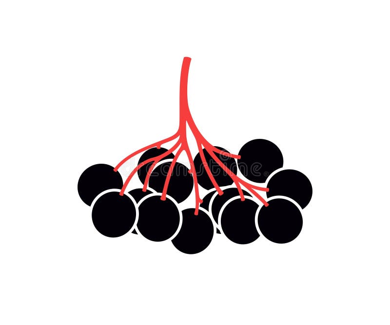 Elderberry Logo. Isolated Elderberry on White Background Stock ...