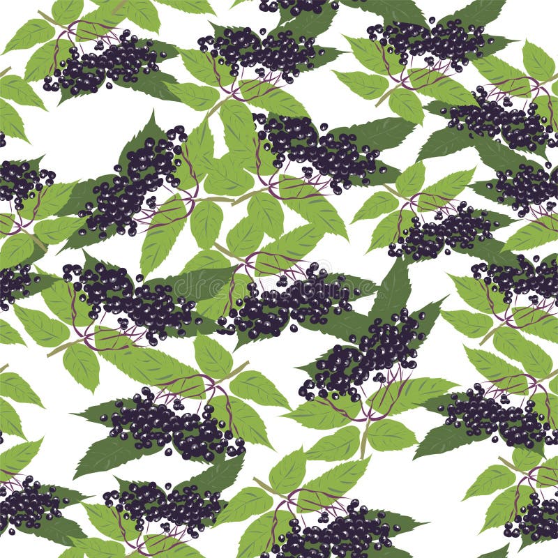 Elderberry Vector Seamless Pattern on White Color Background Stock Vector - Illustration of ...