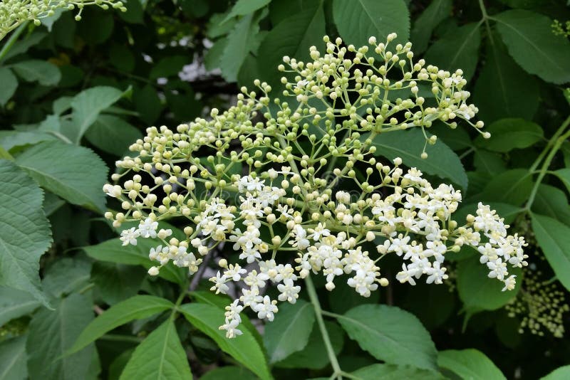 Elderflower stock photo. Image of tree, elderflower, forest - 71370132