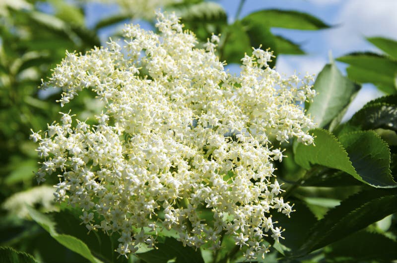 Elderberry Flower and Leaves Stock Photo - Image of edible, flower ...