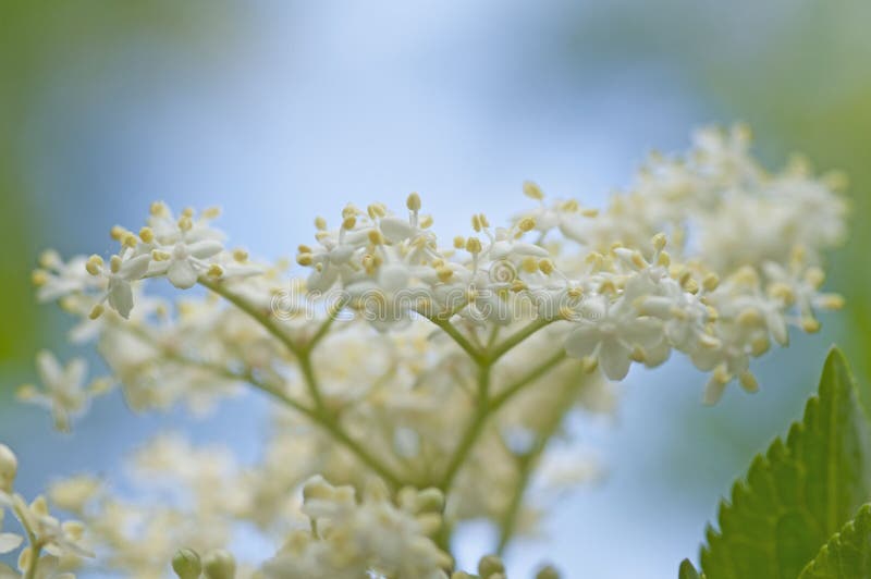 Elderflower tree stock photo. Image of flowers, plant - 48425918