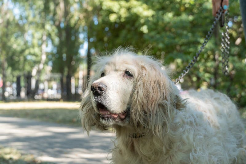 Elderly Cocker Spaniel Dog at Park Stock Photo - Image of canine, doggy ...