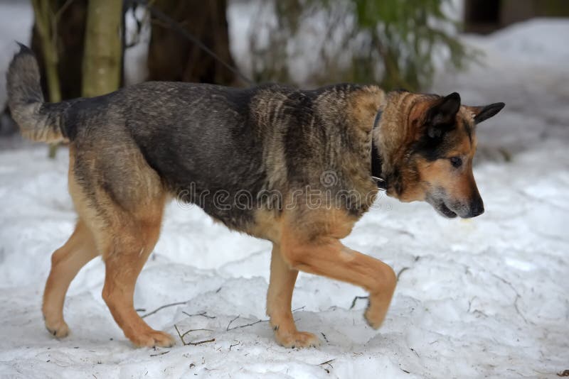 Elderly Dog Half-breed Shepherd Stock Photo - Image of closeup, cross ...