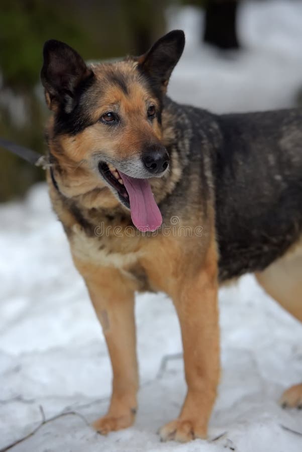 Elderly Dog Half-breed Shepherd Stock Photo - Image of bred, ground ...