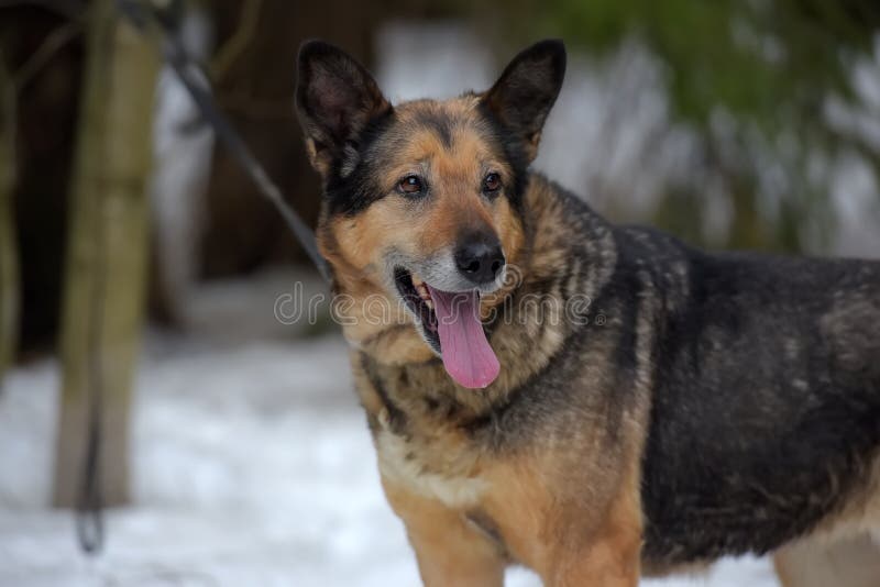 Elderly Dog Half-breed Shepherd Stock Photo - Image of earth, domestic ...