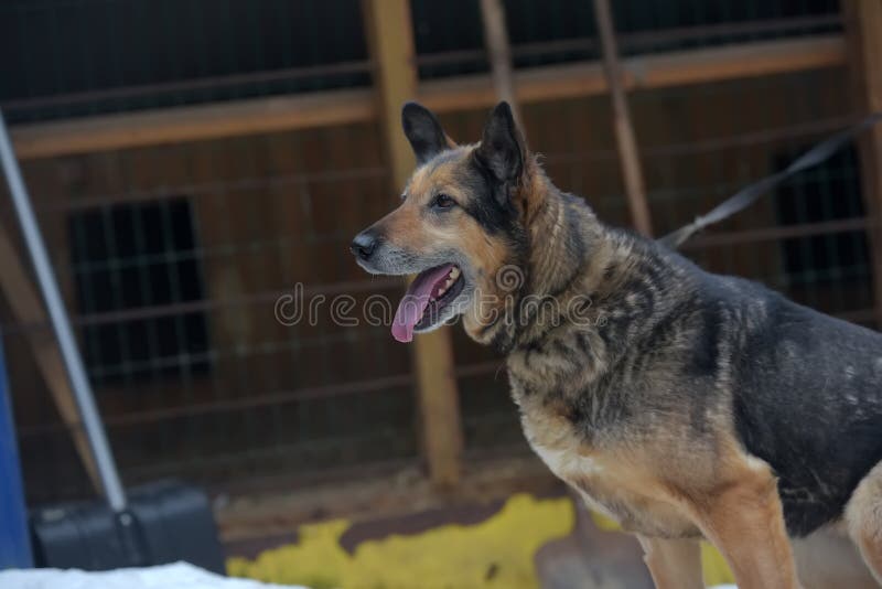 Elderly Dog Half-breed Shepherd Stock Photo - Image of ground, park ...