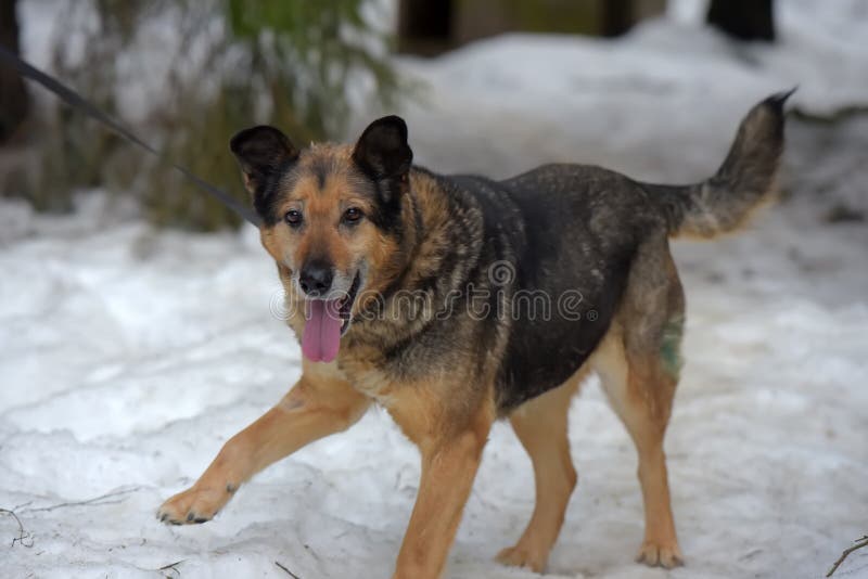 Elderly Dog Half-breed Shepherd Stock Image - Image of canine, grass ...