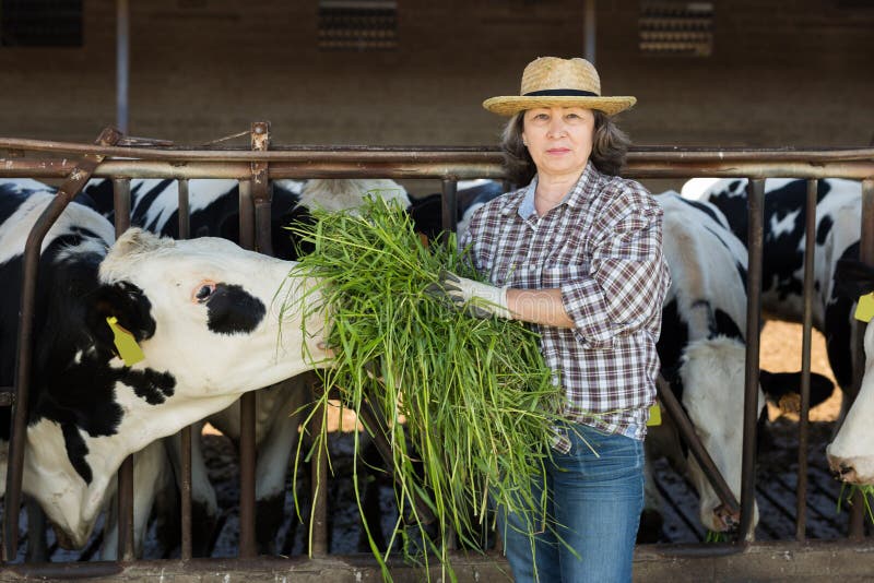 An Elderly Farm Owner Feeds Fresh Grass To Cows in Barn Stock Image ...