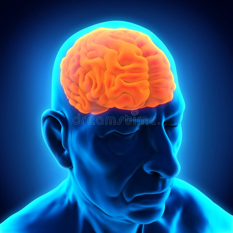 Elderly Male Brain Anatomy stock illustration. Illustration of ...