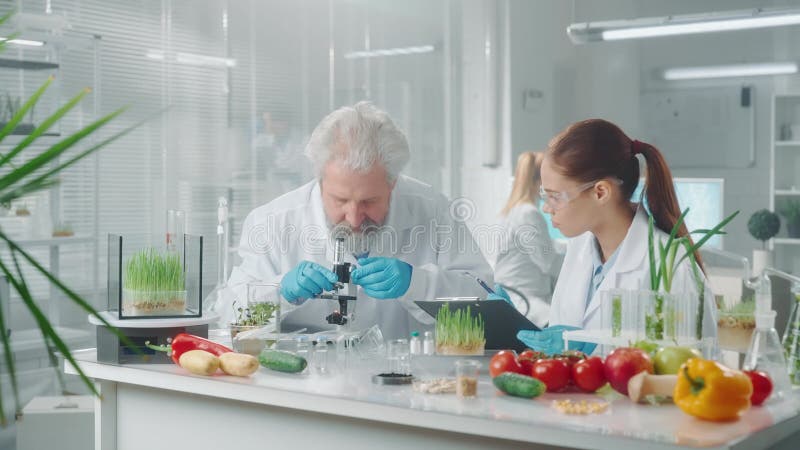 Elderly Male Scientist Examines a Sample through a Microscope and ...