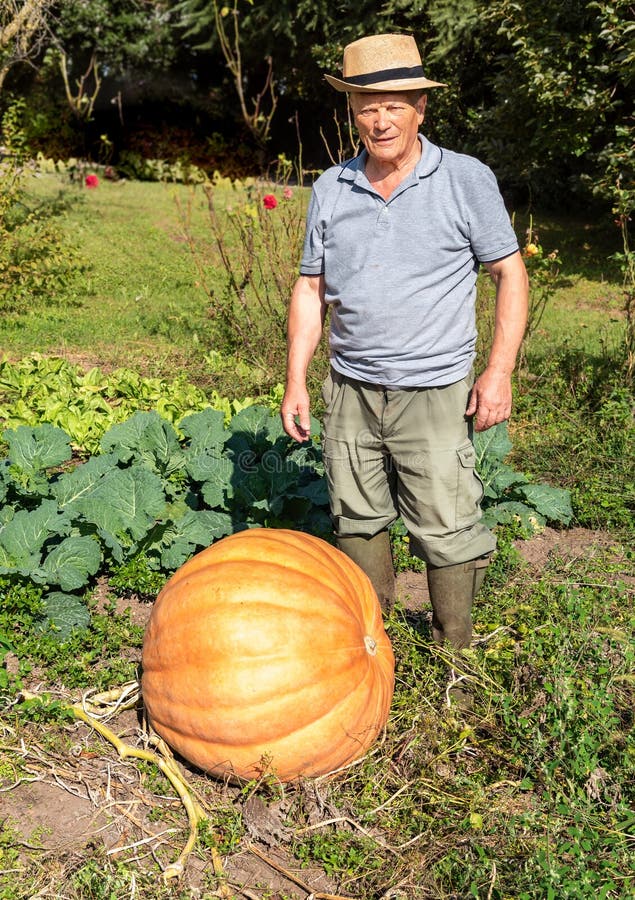 Elderly Man with Big Orange Pumpkin in the Vegetable Garden Stock Photo ...
