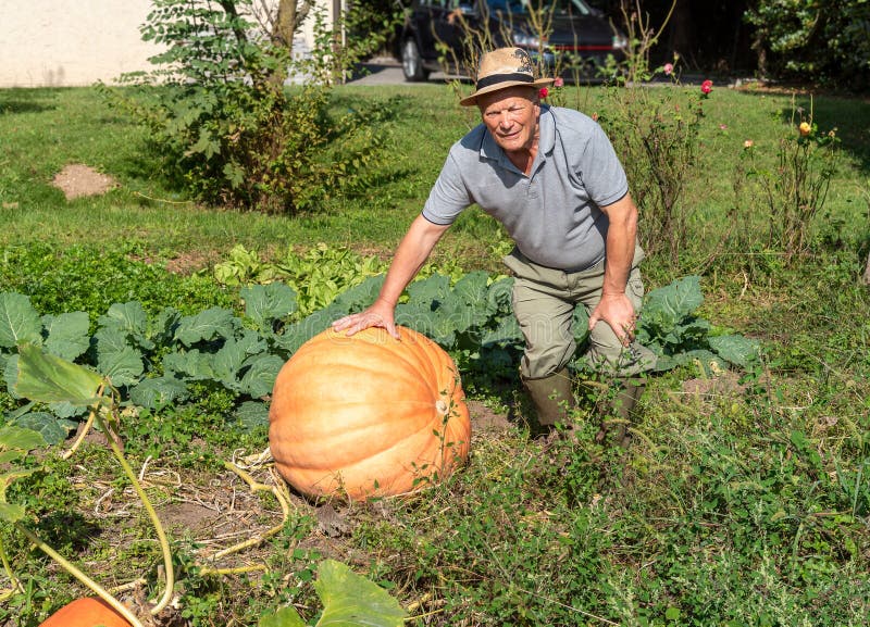 Elderly Man with Big Orange Pumpkin in the Vegetable Garden Stock Photo ...