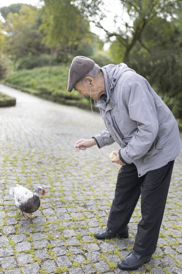Elderly Man Feeding a Duck in a Park Stock Photo - Image of nature ...