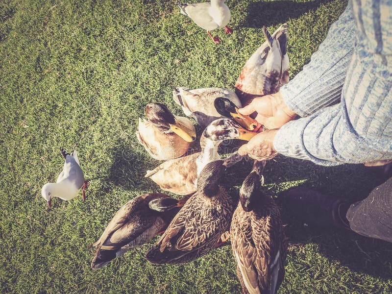 Elderly Man Feeding Ducks at Park Stock Image - Image of close, feeding ...
