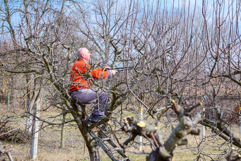 Gardener Is Cutting Branches Pruning Fruit Trees With Pruning Shears