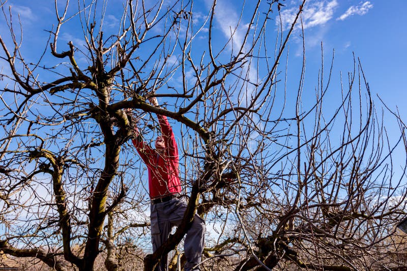 Gardener is Cutting Branches, Pruning Fruit Trees with Pruning Shears ...