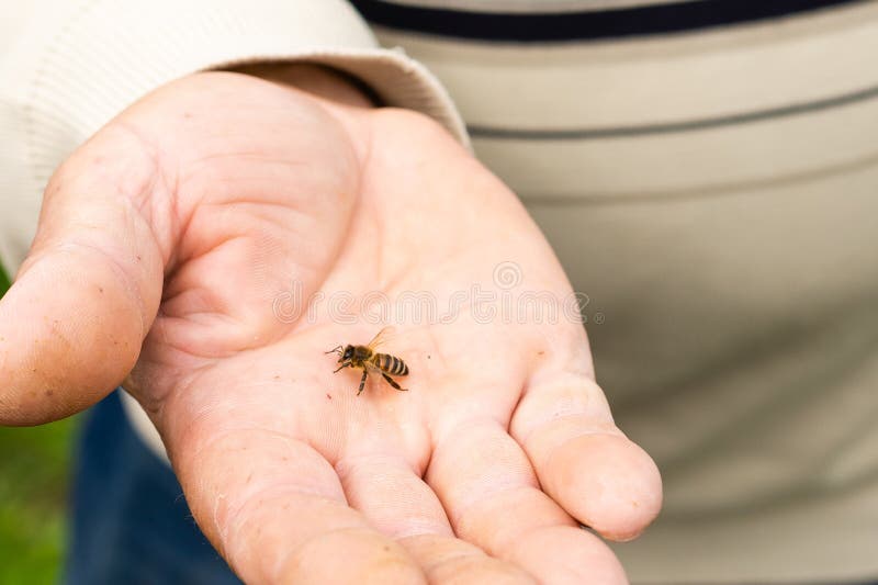 An Elderly Man Holding a Bee, Control Situation in Bee Colony. Stock ...