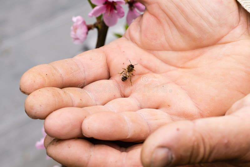 An Elderly Man Holding a Bee, Control Situation in Bee Colony. Stock ...