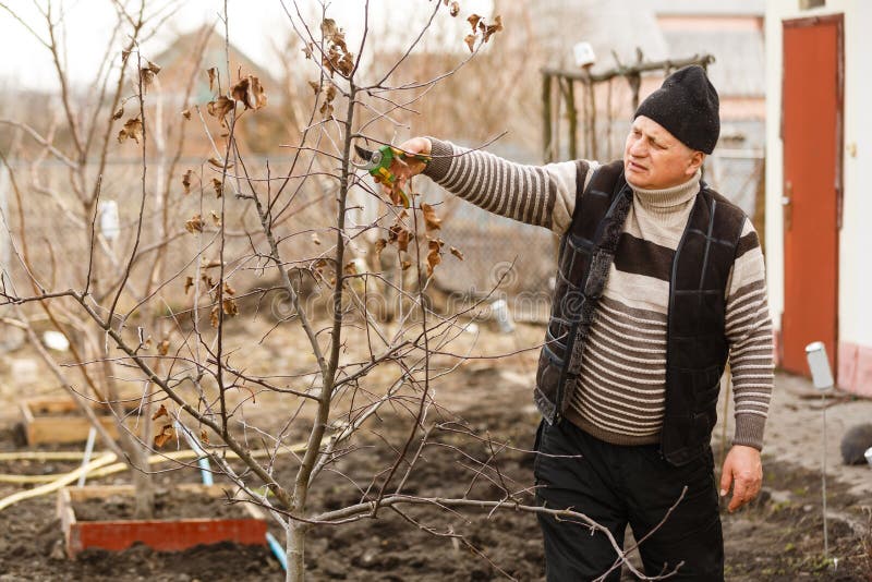 Elderly Man Pruning Trees with Scissors Stock Photo - Image of forest ...