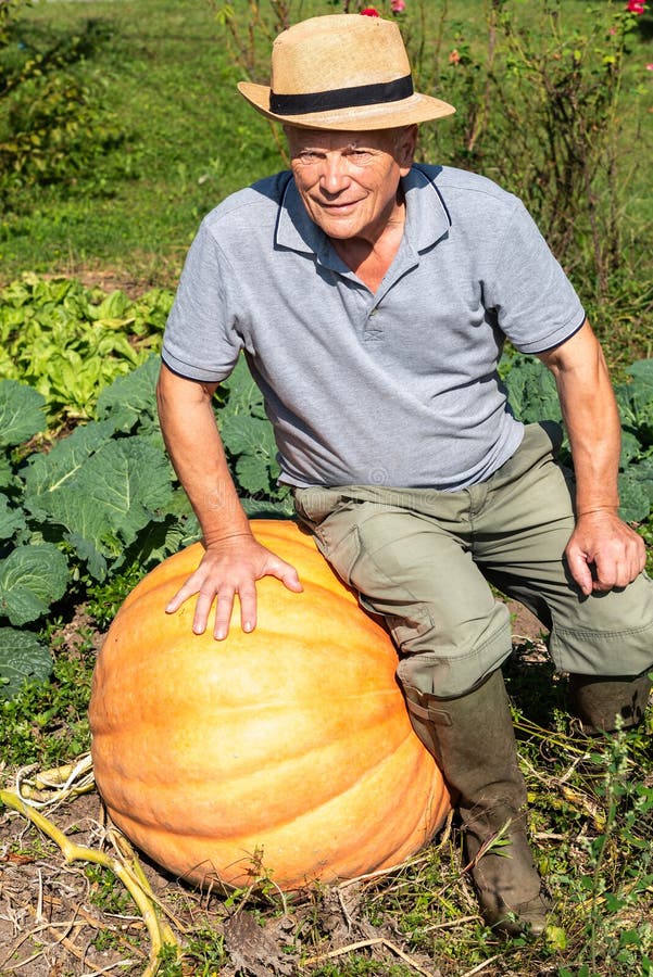 Elderly Man Sitting Big Orange Pumpkin Vegetable Garden Stock Photos ...