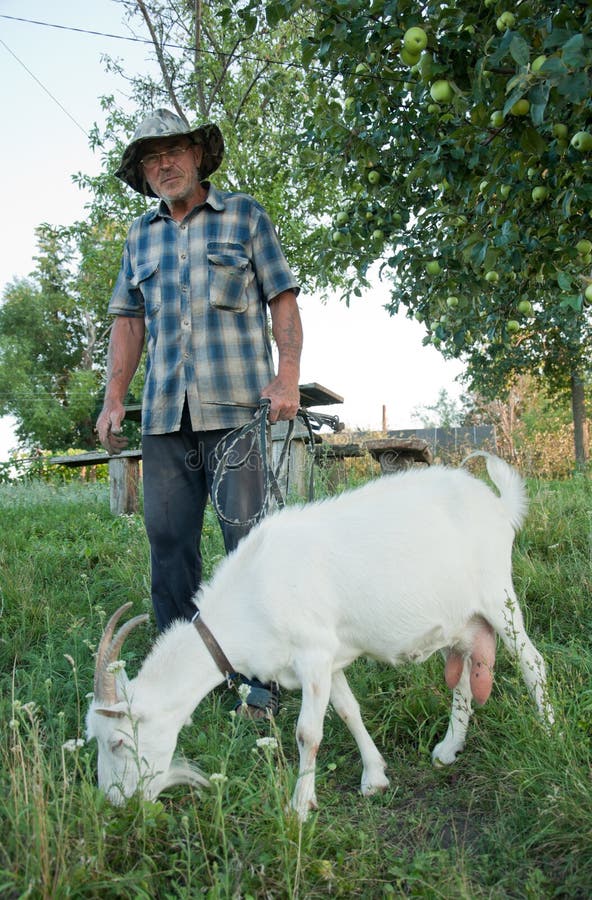 An Elderly Man with a White Goat Stock Image - Image of land, animal ...