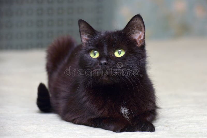 Elderly Old Black Cat Lies on the Couch Stock Image - Image of kitty ...