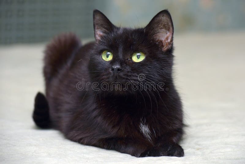 Elderly Old Black Cat Lies on the Couch Stock Image - Image of ...