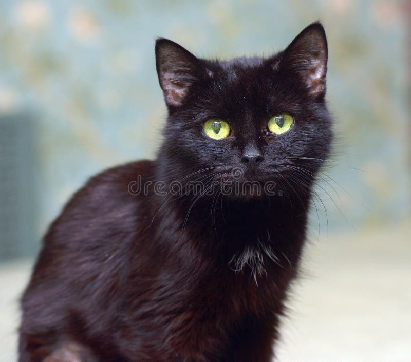 Elderly Old Black Cat Lies on the Couch Stock Photo - Image of looking ...