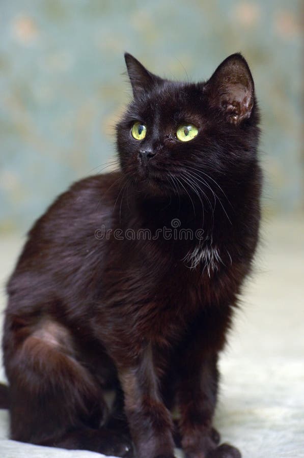 Elderly Old Black Cat Lies on the Couch Stock Image - Image of cozy ...