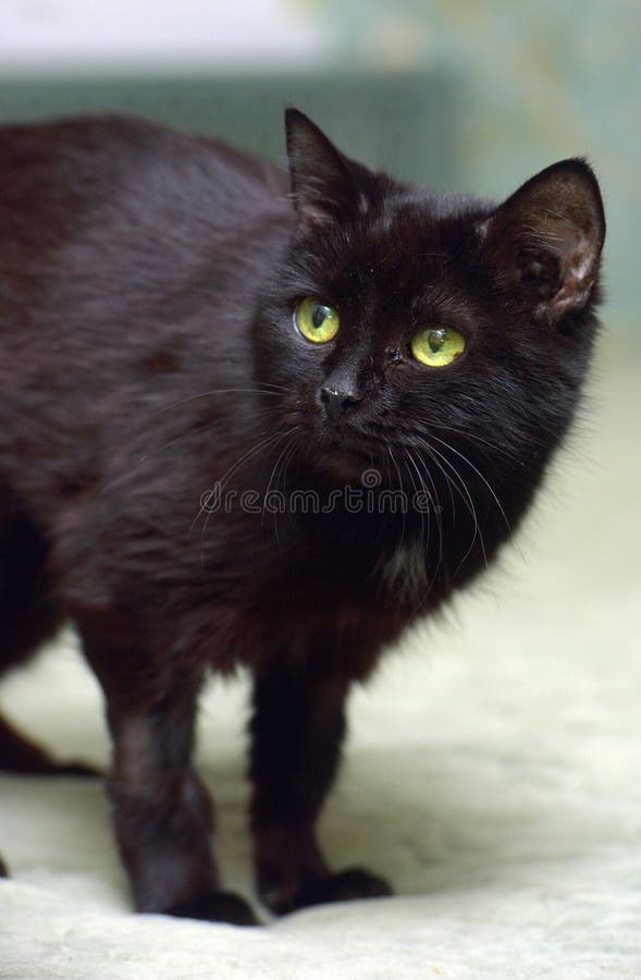 Elderly Old Black Cat Lies on the Couch Stock Image - Image of furry ...