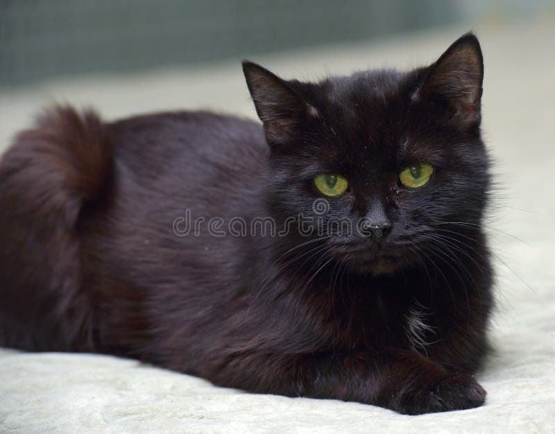 Elderly Old Black Cat Lies on the Couch Stock Image - Image of indoor ...