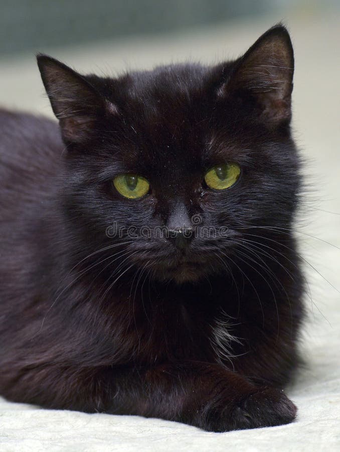 Elderly Old Black Cat Lies on the Couch Stock Image - Image of close ...